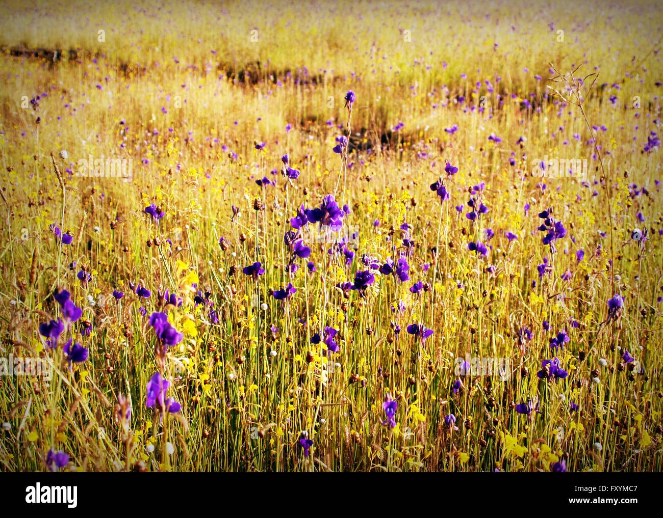 wild flower field Stock Photo - Alamy