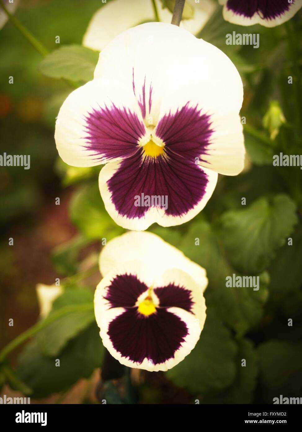Stock photos of flowers hi-res stock photography and images - Alamy
