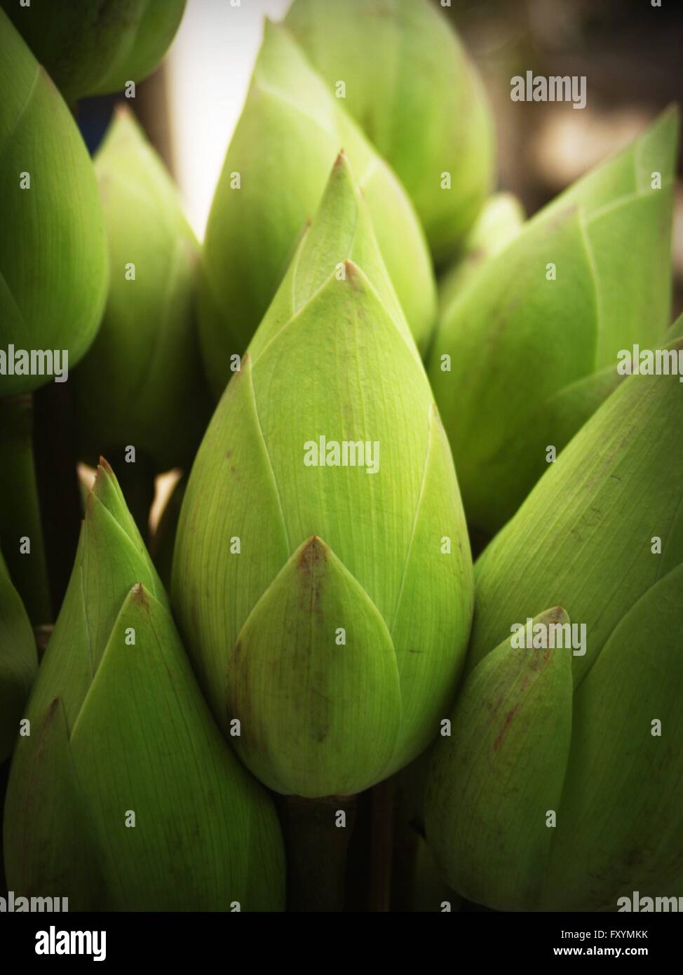 Lotus Flower Stock Photos Stock Photo - Alamy