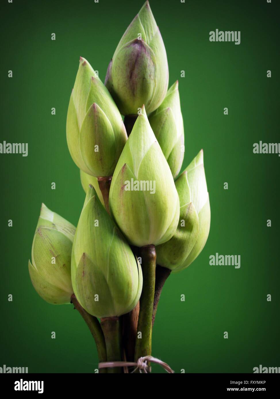 Lotus Flower Stock Photos Stock Photo - Alamy