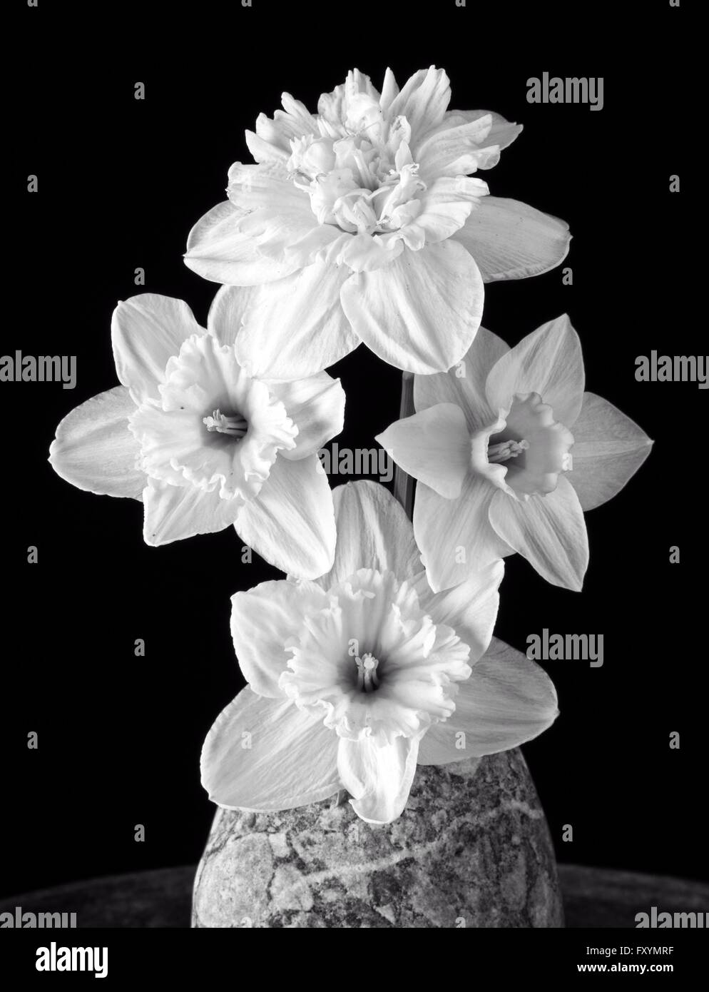 Still life of fresh picked daffodil flowers Stock Photo - Alamy