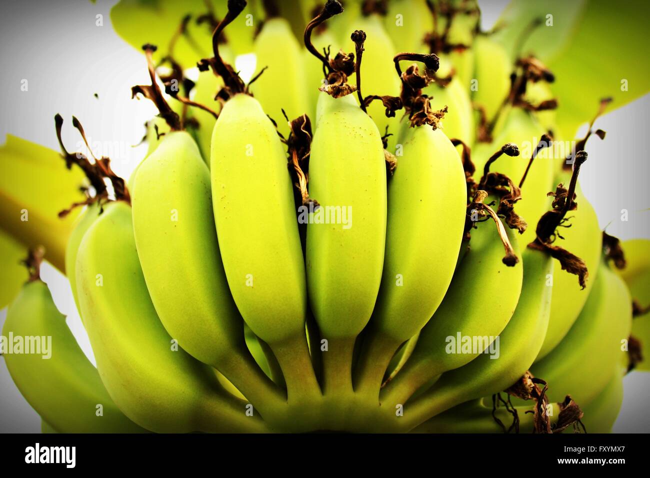 Bunch ripening bananas tree Stock Photo - Alamy
