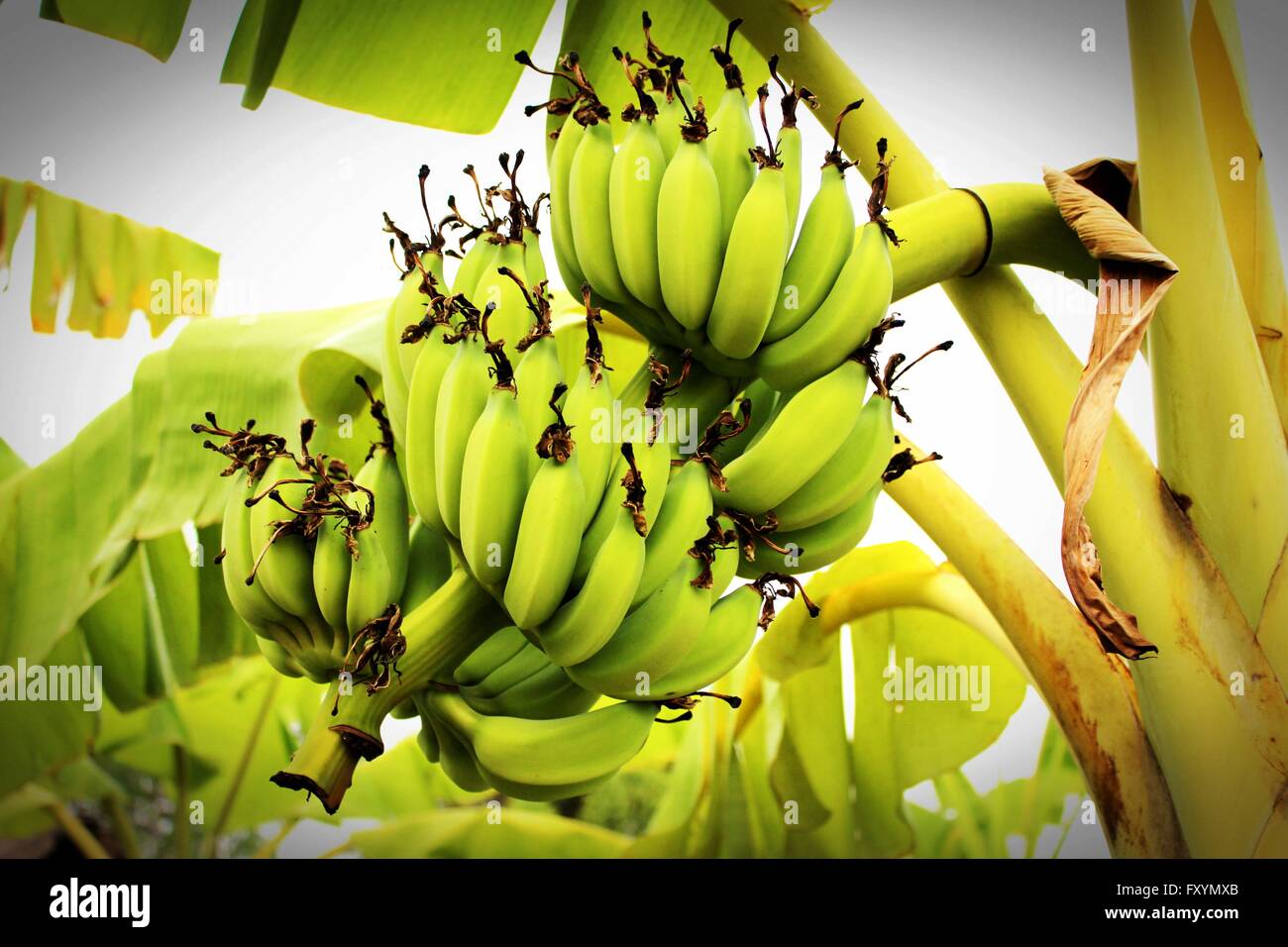 Bunch ripening bananas tree Stock Photo - Alamy