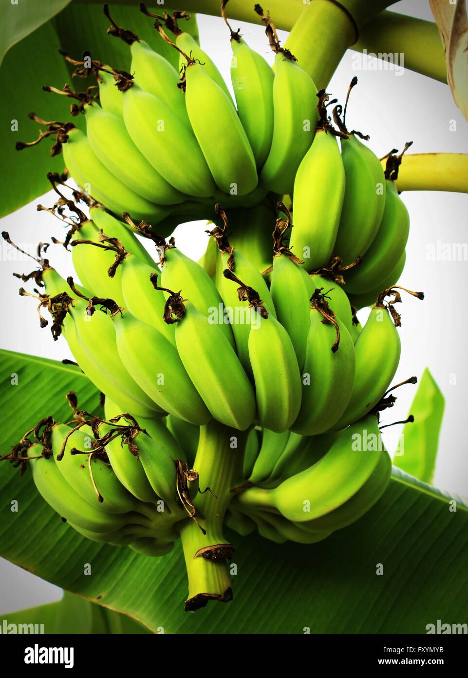 Bunch ripening bananas tree Stock Photo - Alamy