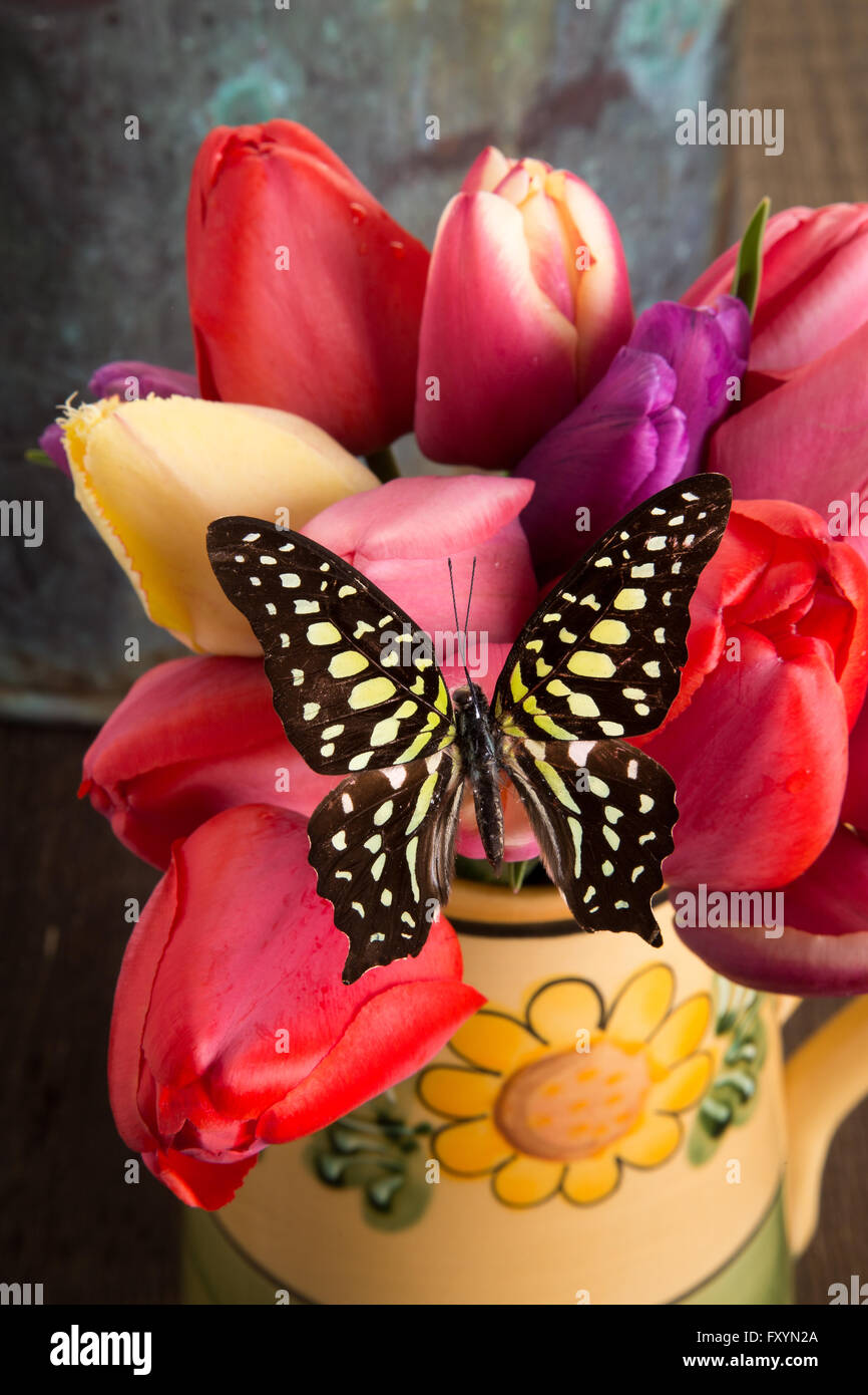 A butterfly landing on a bunch of tulips Stock Photo - Alamy