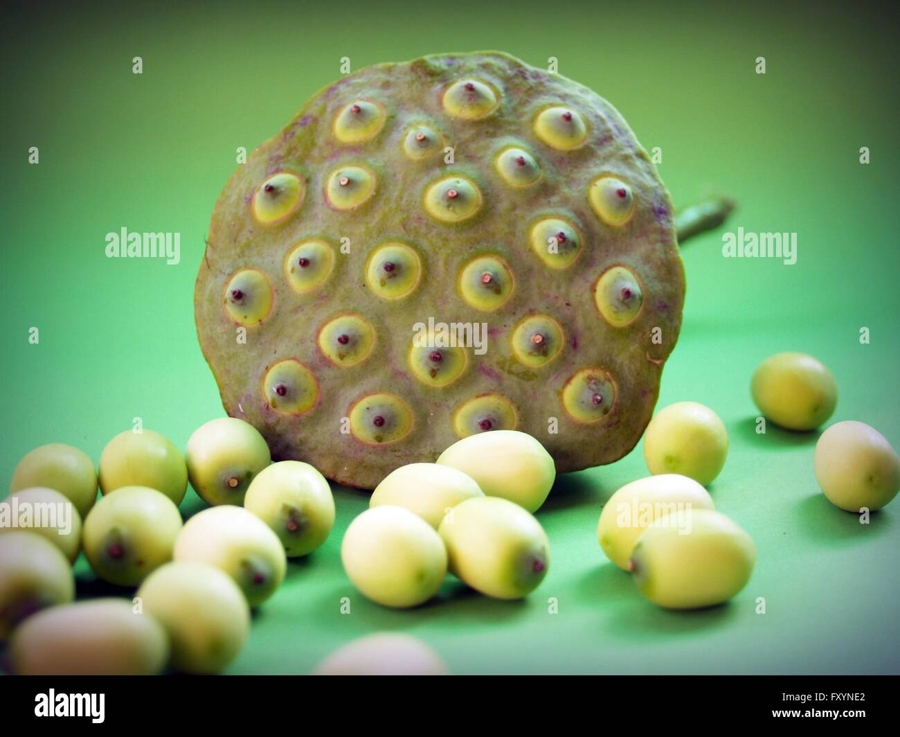 Lotus seeds green on Isolated Stock Photo - Alamy
