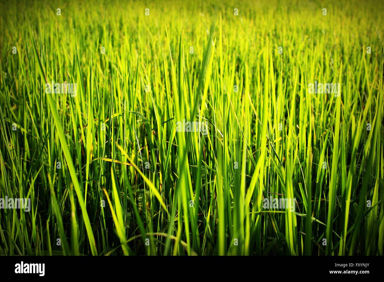 Green rice field Stock Photo - Alamy