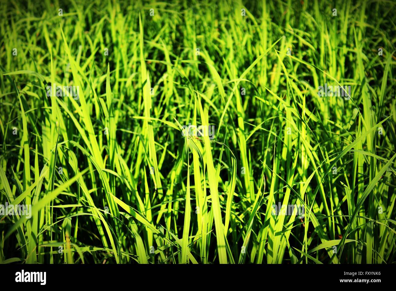Green rice field Stock Photo - Alamy
