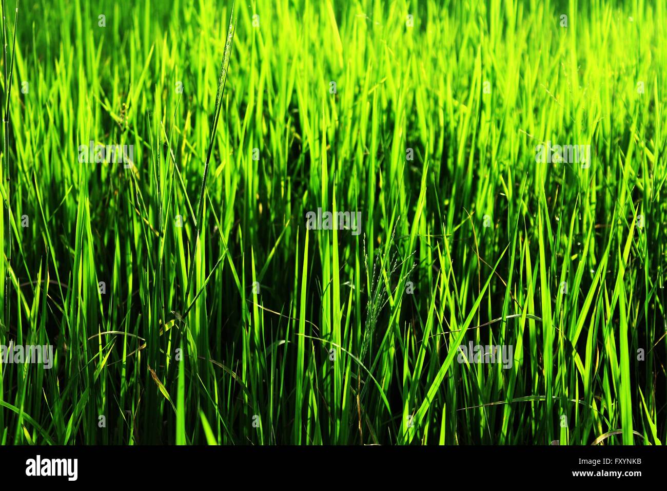 Green rice field Stock Photo - Alamy