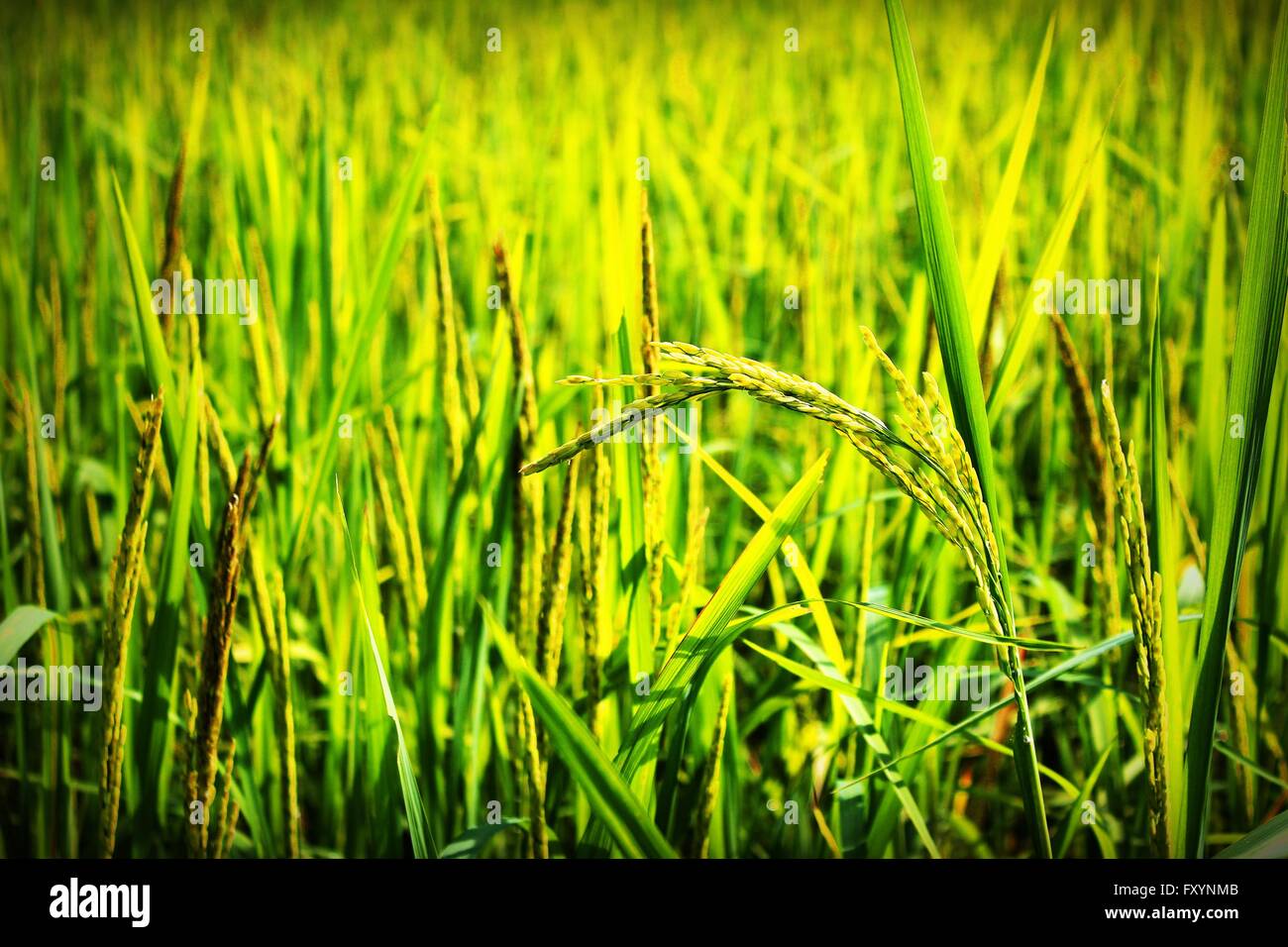 green rice plant during flowering Stock Photo - Alamy