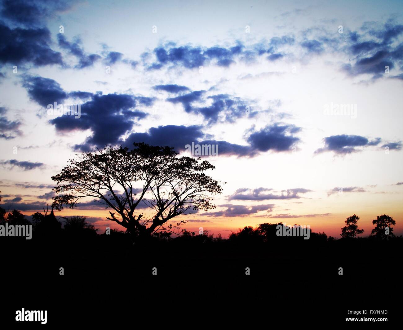 landscape sunset silhouette tree Stock Photo - Alamy