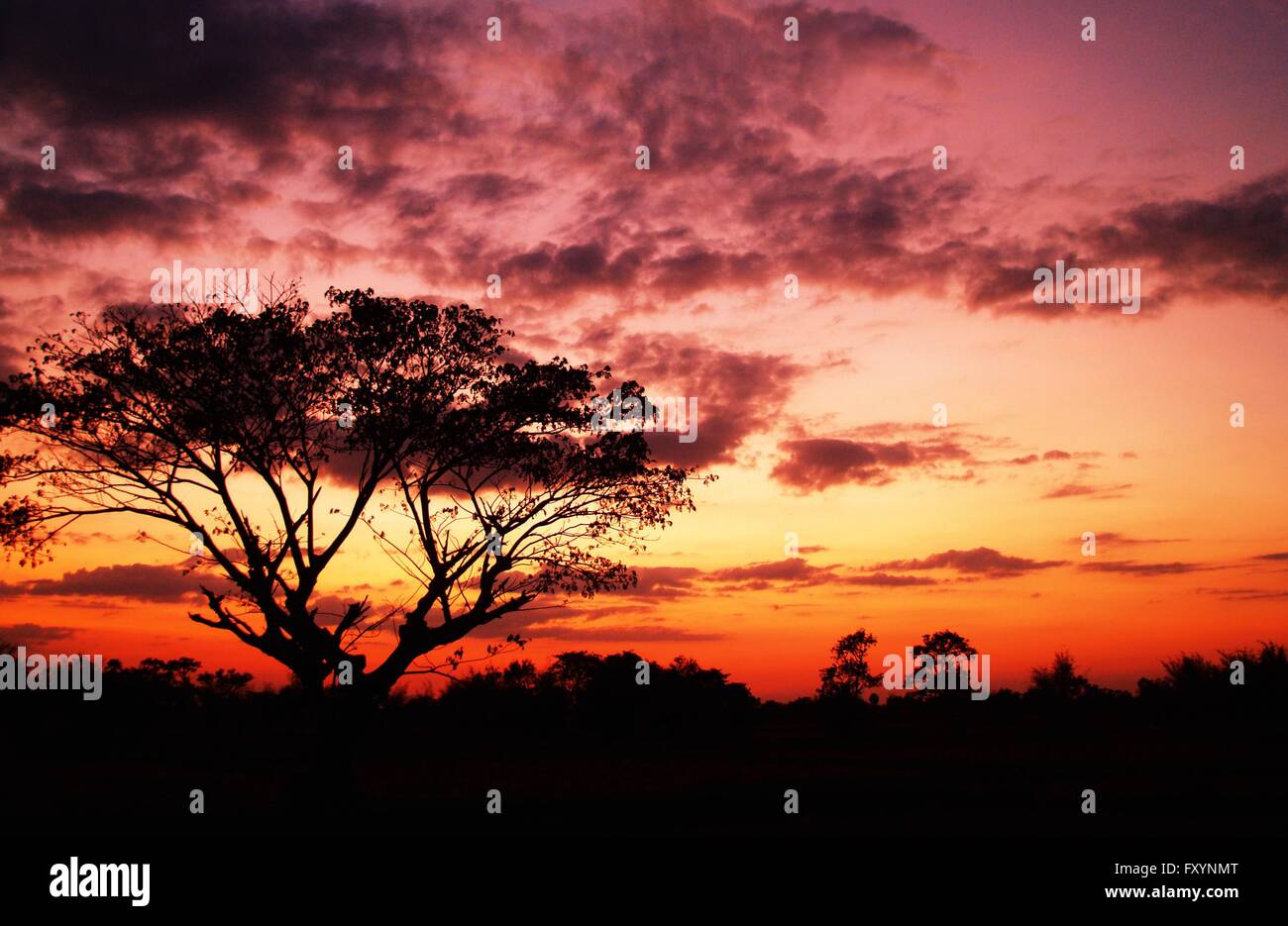 landscape sunset silhouette tree Stock Photo - Alamy