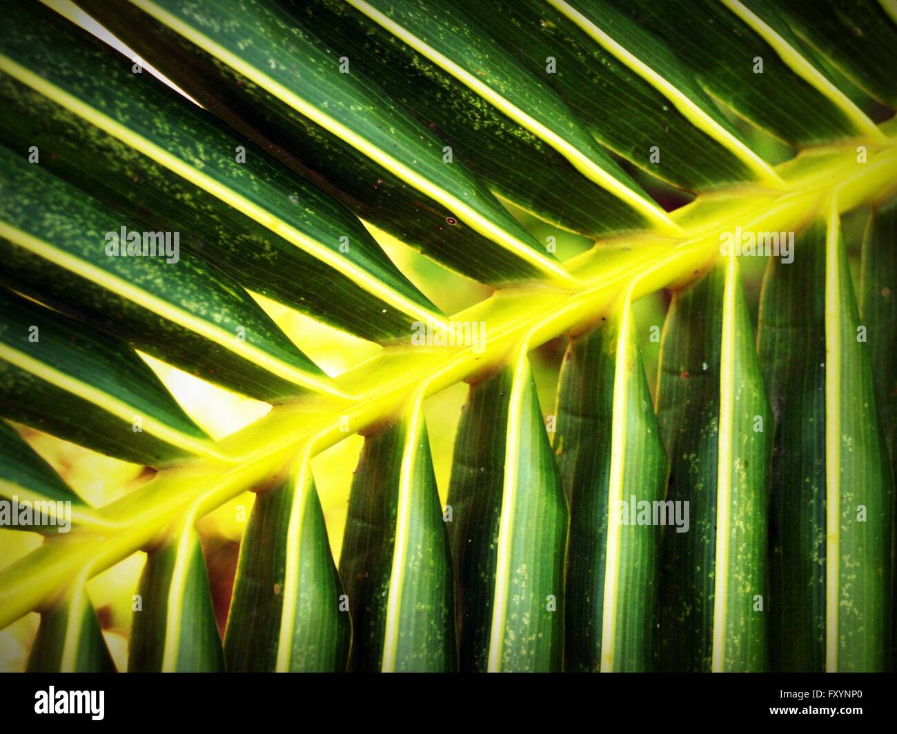 Green coconut leaf background Stock Photo - Alamy