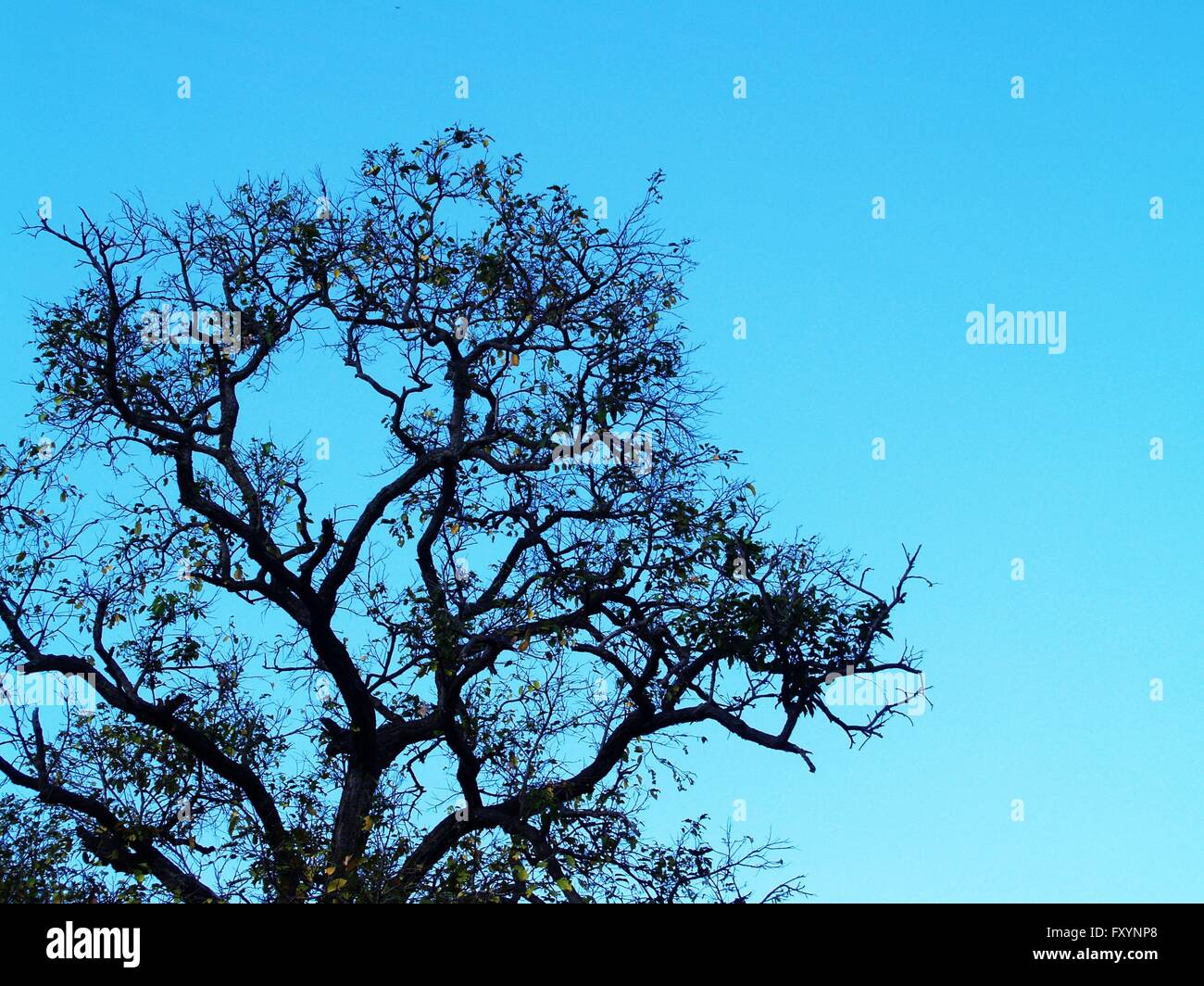 Tree Branch Stock Photography Stock Photo - Alamy