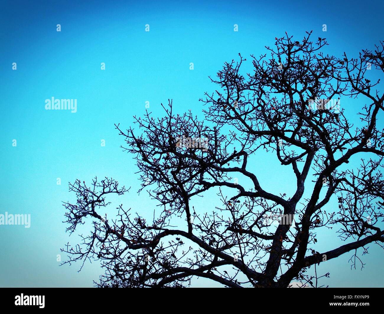 Tree Branch Stock Photography Stock Photo - Alamy