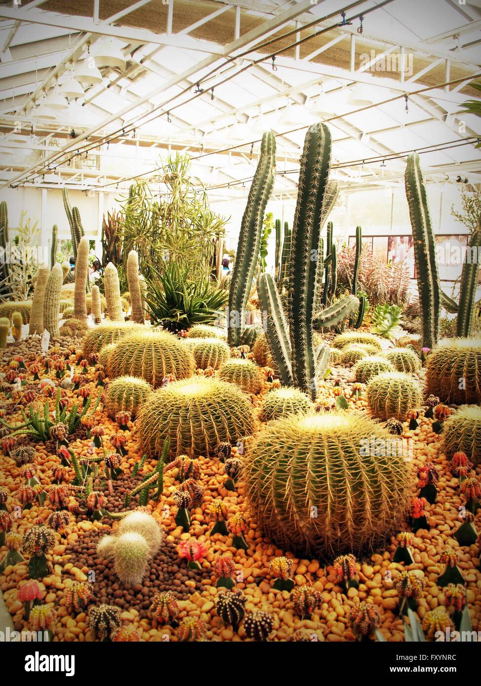 Cactus in gardening house Stock Photo - Alamy