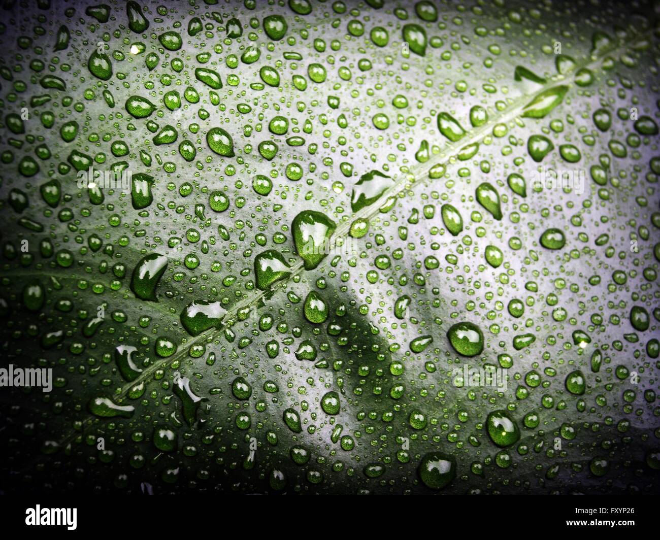 Water Drop On Leaf Stock Photos Stock Photo - Alamy