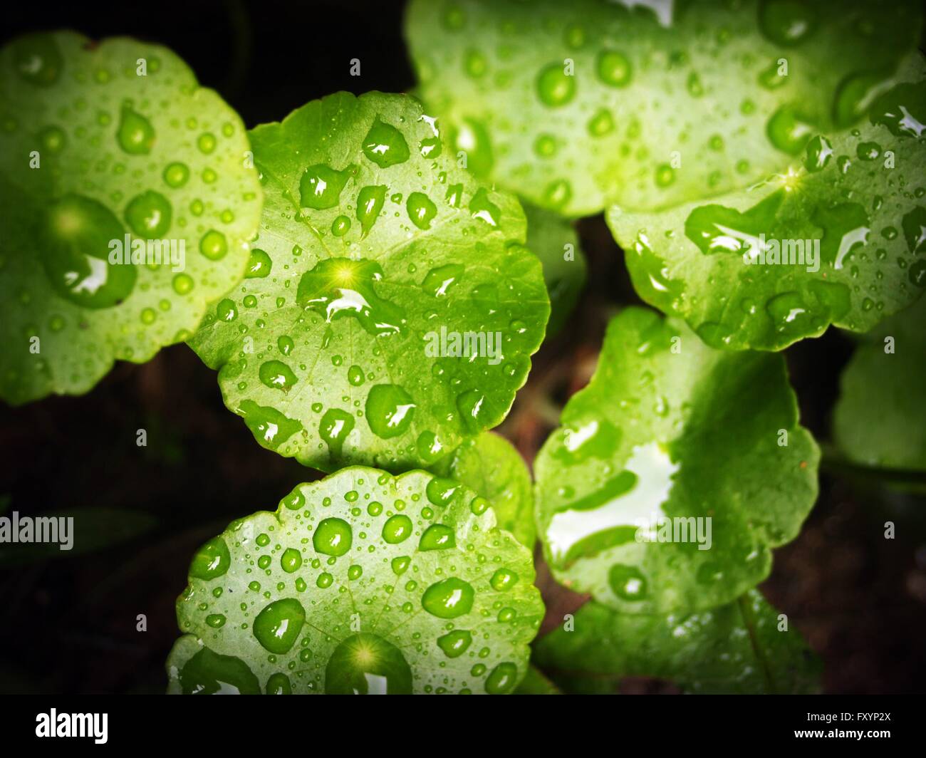 Water Drop On Leaf Stock Photos Stock Photo - Alamy