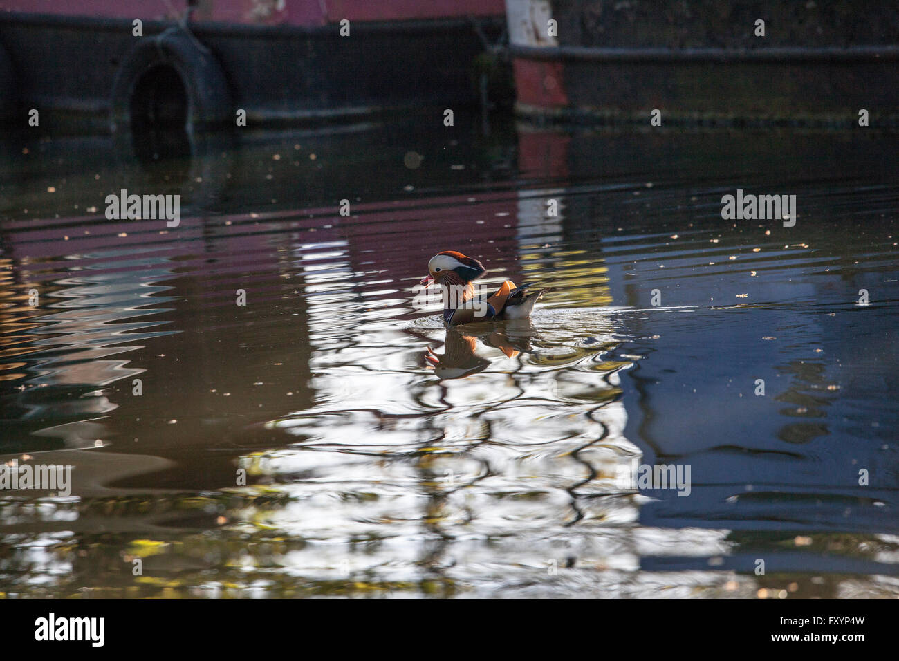 Duck canal hi-res stock photography and images - Alamy