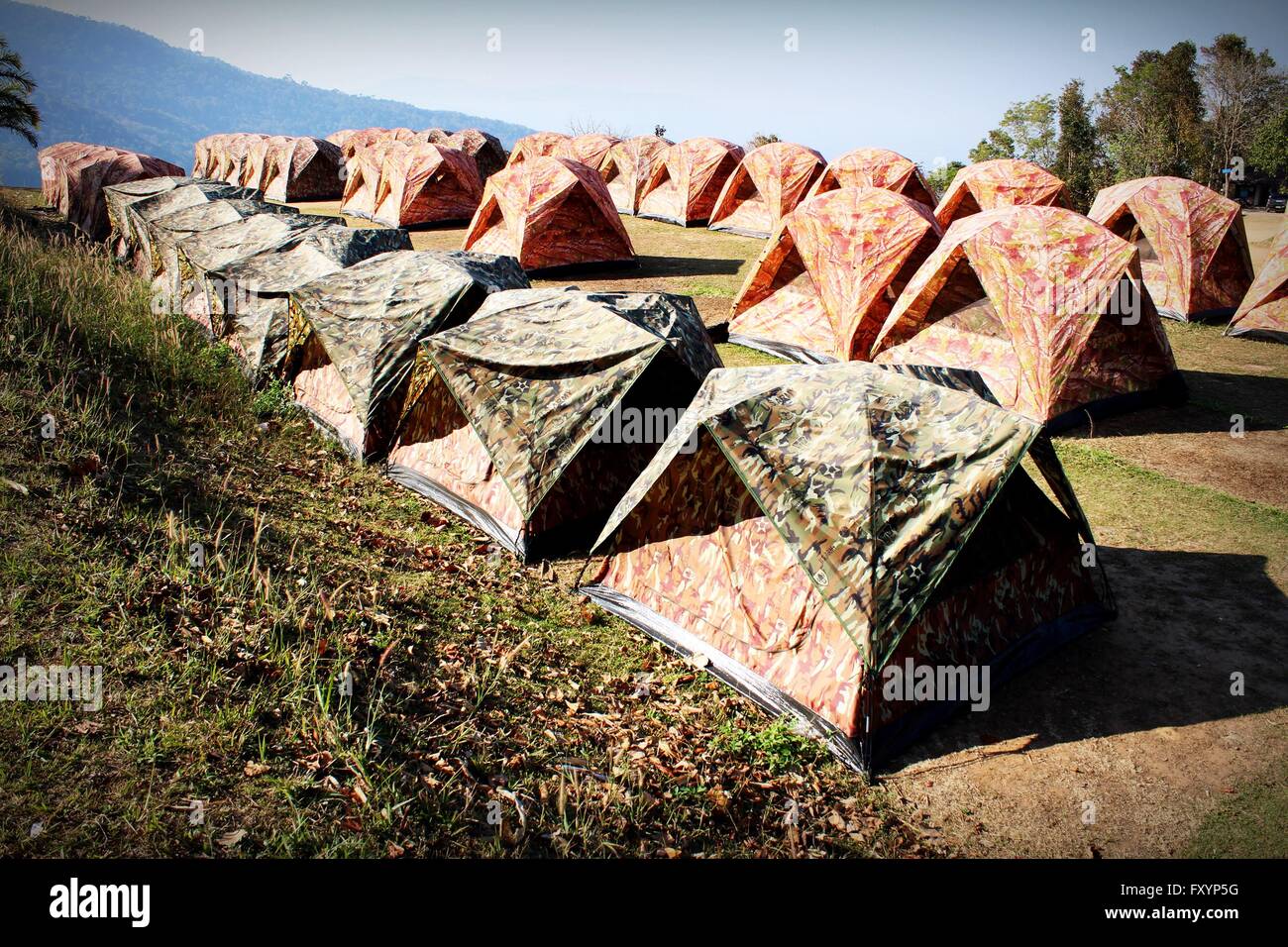 Samer tree hi-res stock photography and images - Alamy