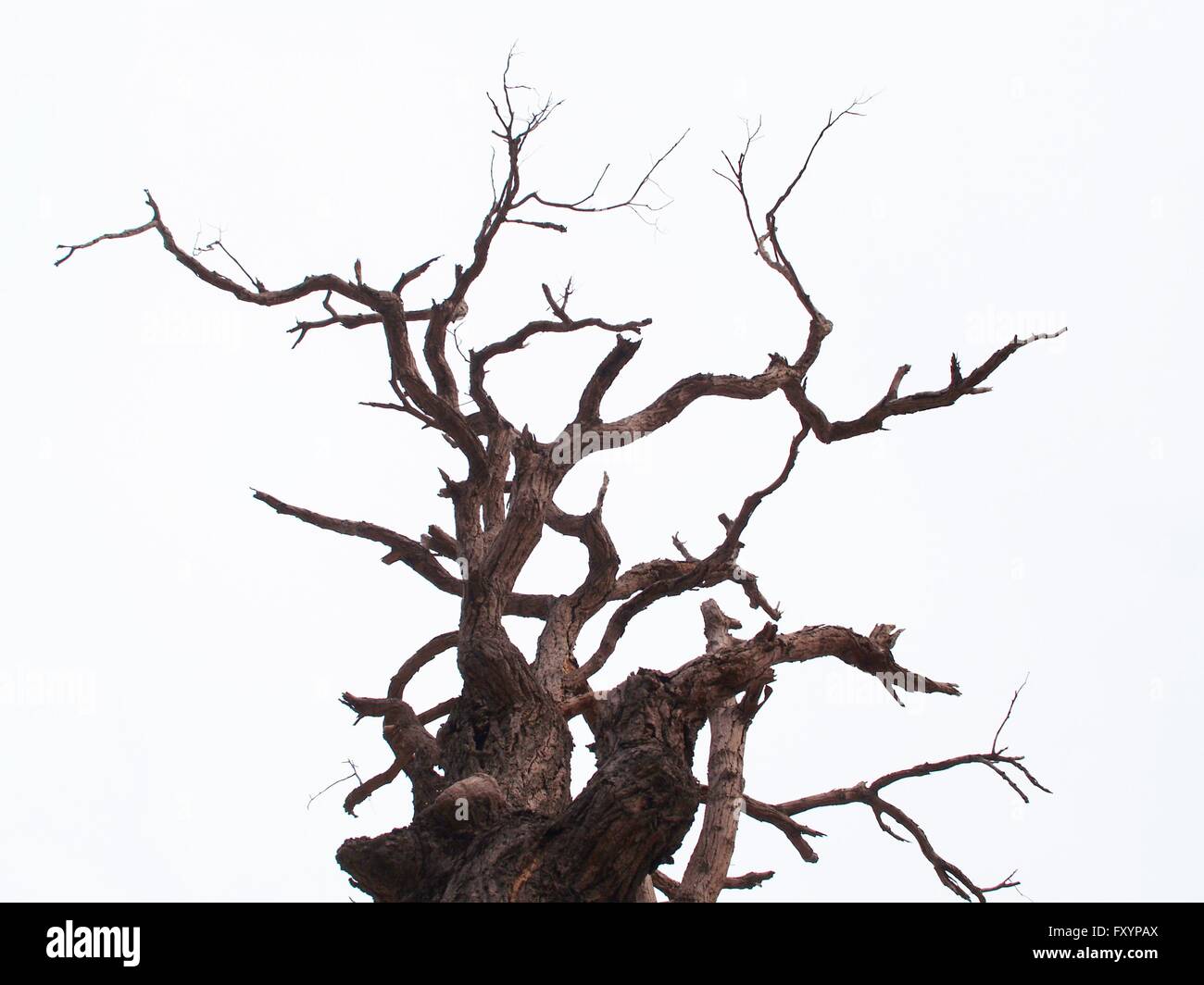 Barkless branch hi-res stock photography and images - Alamy