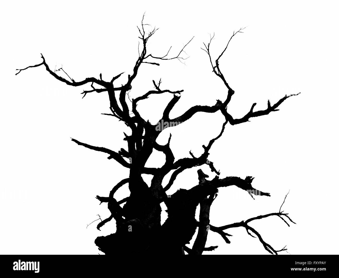 Dead Tree Stock Photos Stock Photo - Alamy