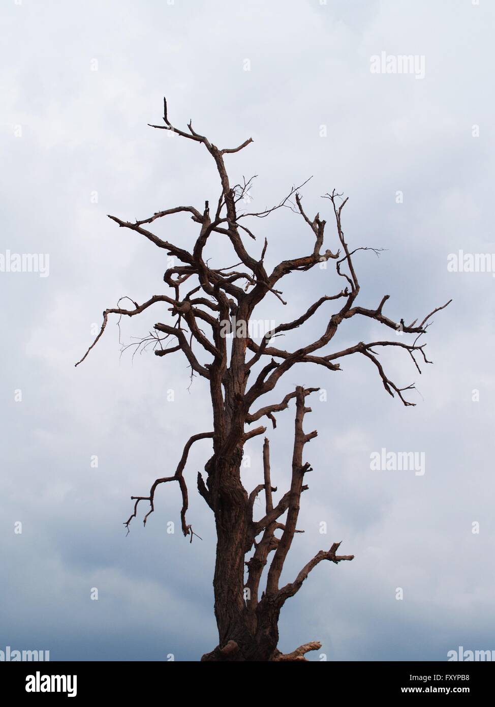 Dead Tree Stock Photos Stock Photo - Alamy