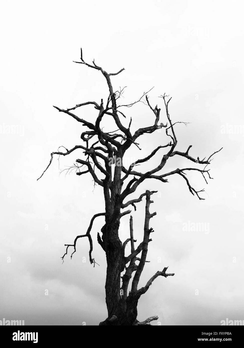 Dead Tree Stock Photos Stock Photo - Alamy