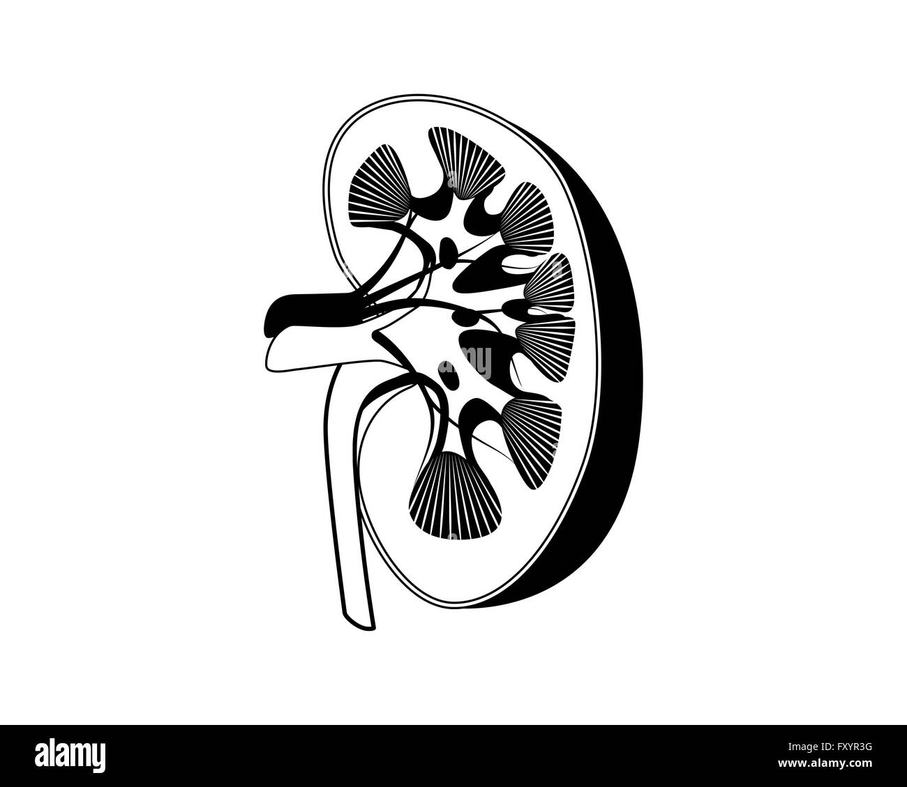 Medicine Kidney anatomy silhouette, vector illustration Stock Vector ...