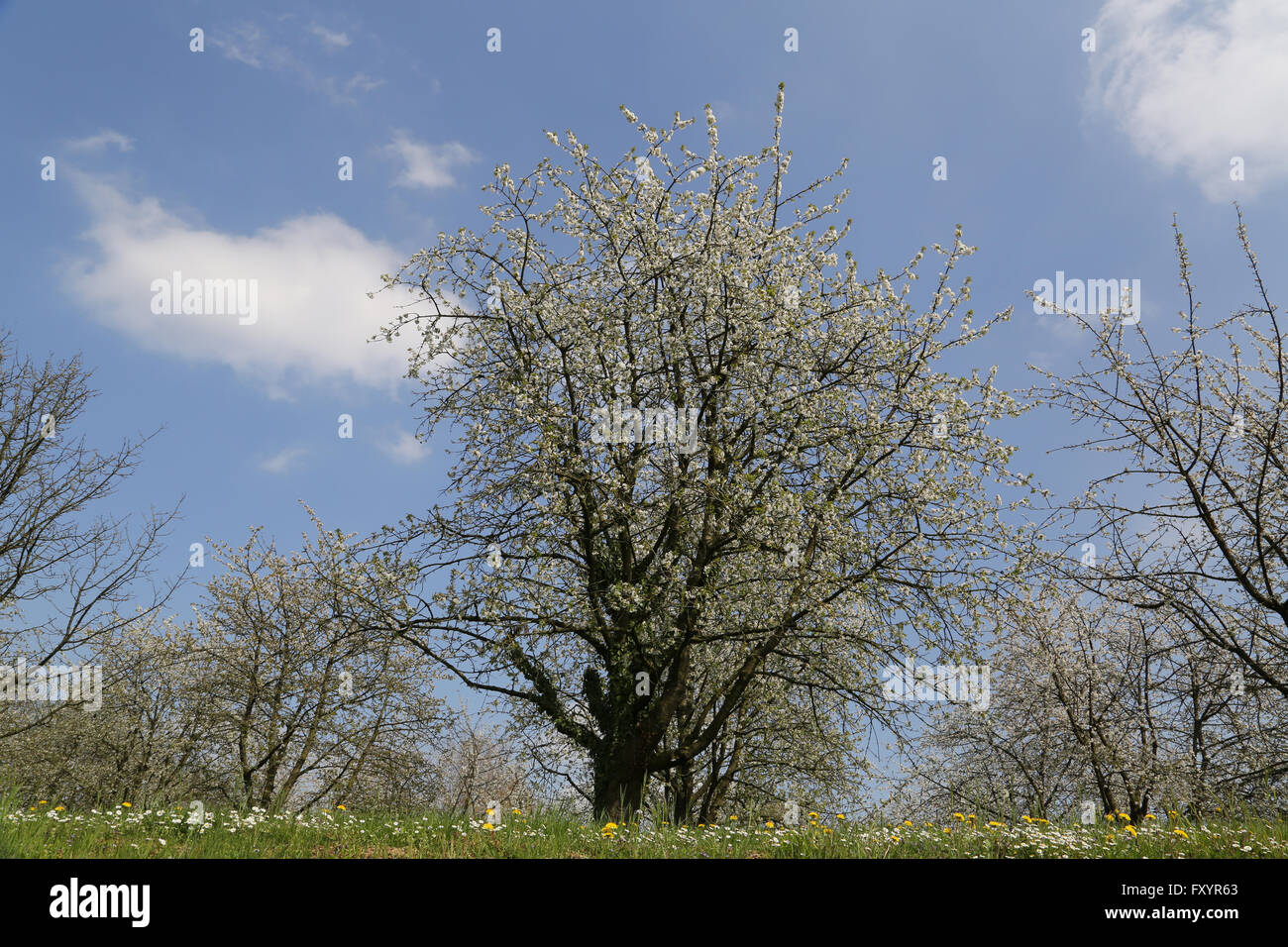white blossom of apple trees in springtime Stock Photo - Alamy