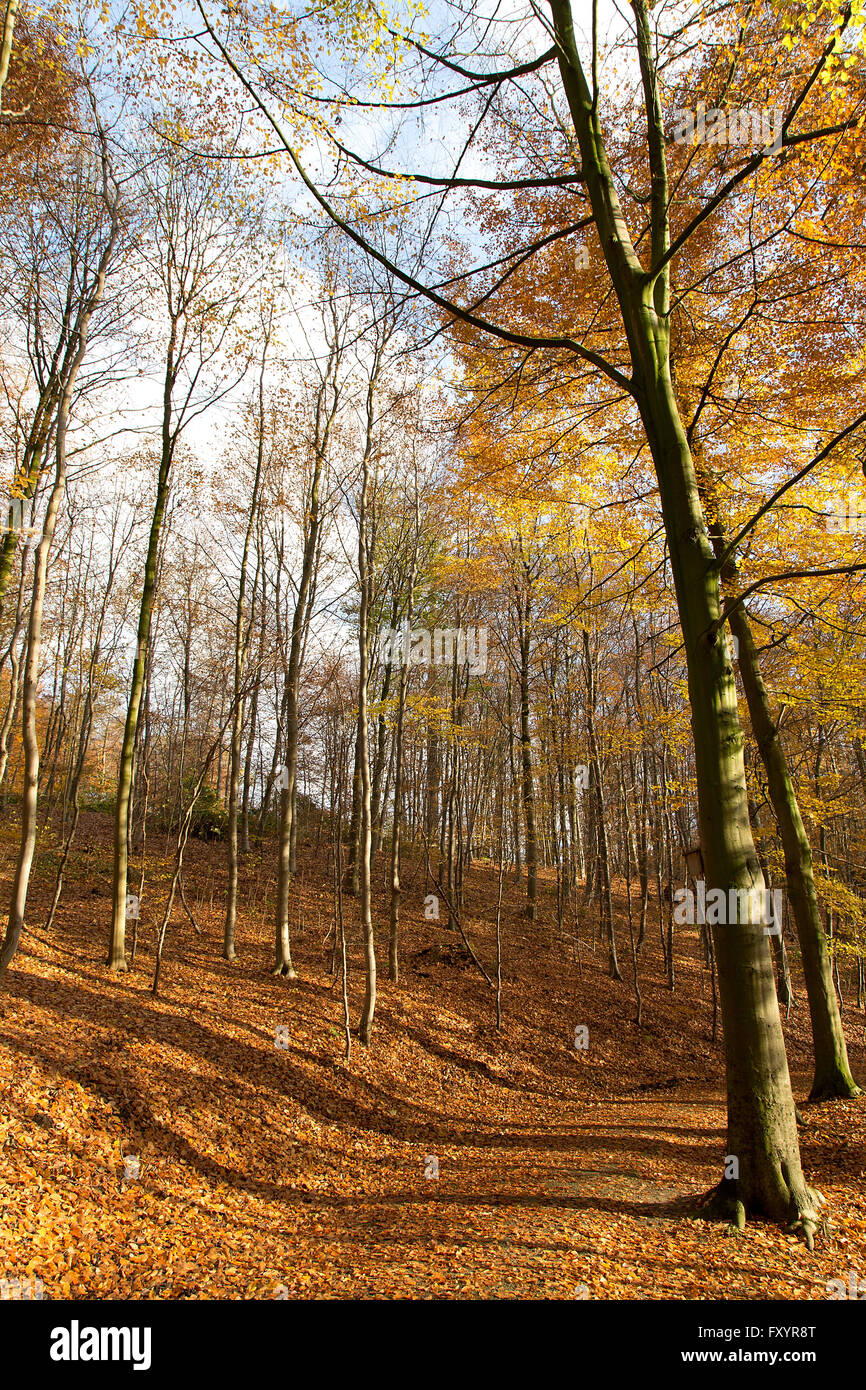 Colored trees in the forest during autumn Stock Photo - Alamy