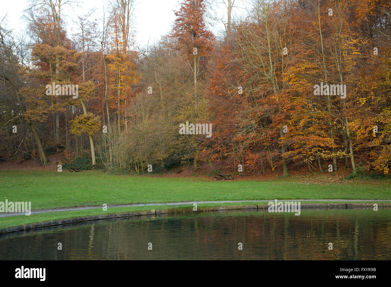 Colored trees in the forest during autumn Stock Photo - Alamy