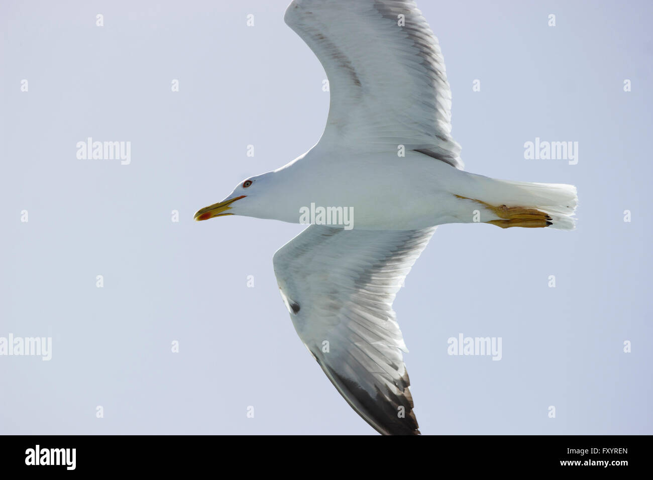 Close view of a Yellow-legged gull (Laridae family, sp. Larus michahellis) flying high in the ...