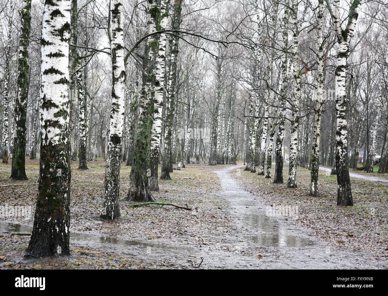 Spring rain hi-res stock photography and images - Alamy