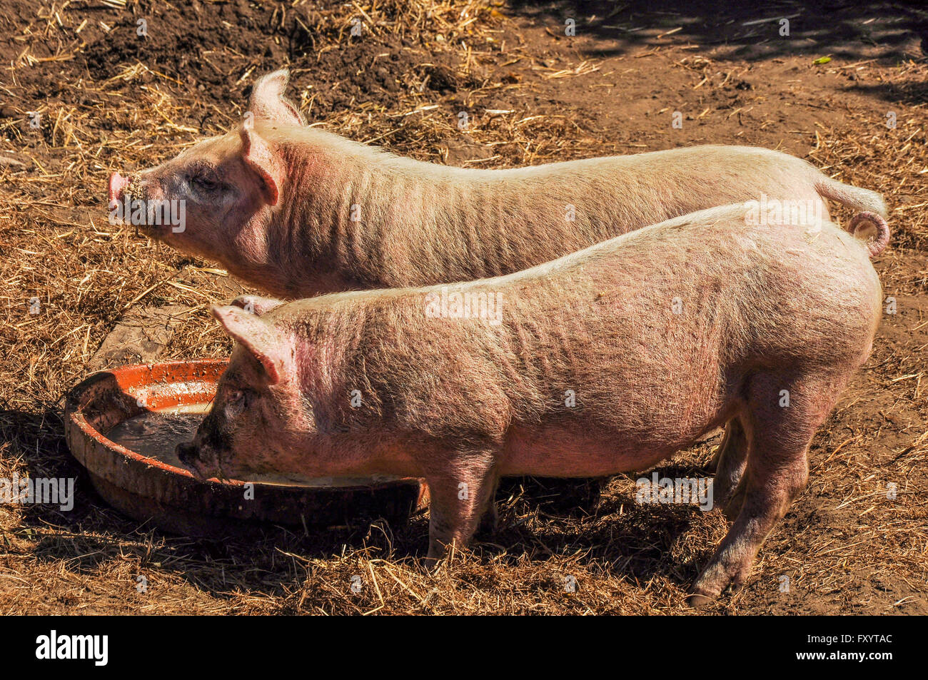 Two little pigs. Australia Warrnambool Stock Photo - Alamy
