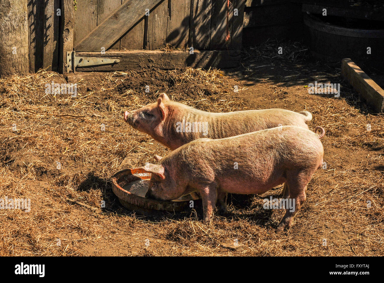 Hook noses hi-res stock photography and images - Alamy