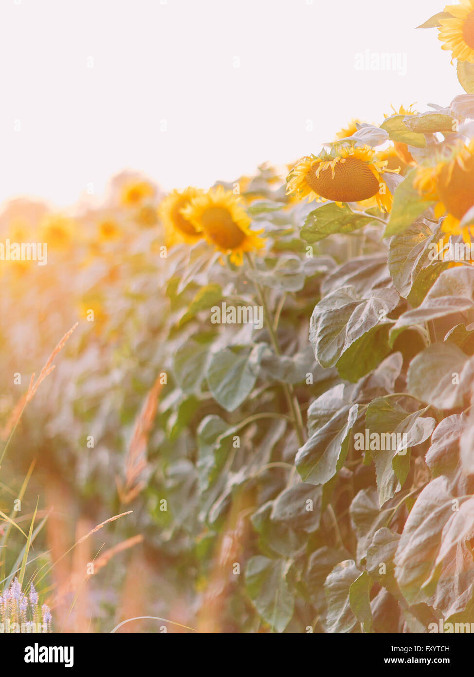 One sunflower sun rays hi-res stock photography and images - Alamy