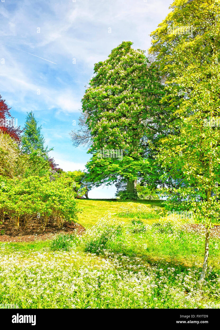 Trees in blossom in the park near Leeds Castle in Kent in England Stock ...