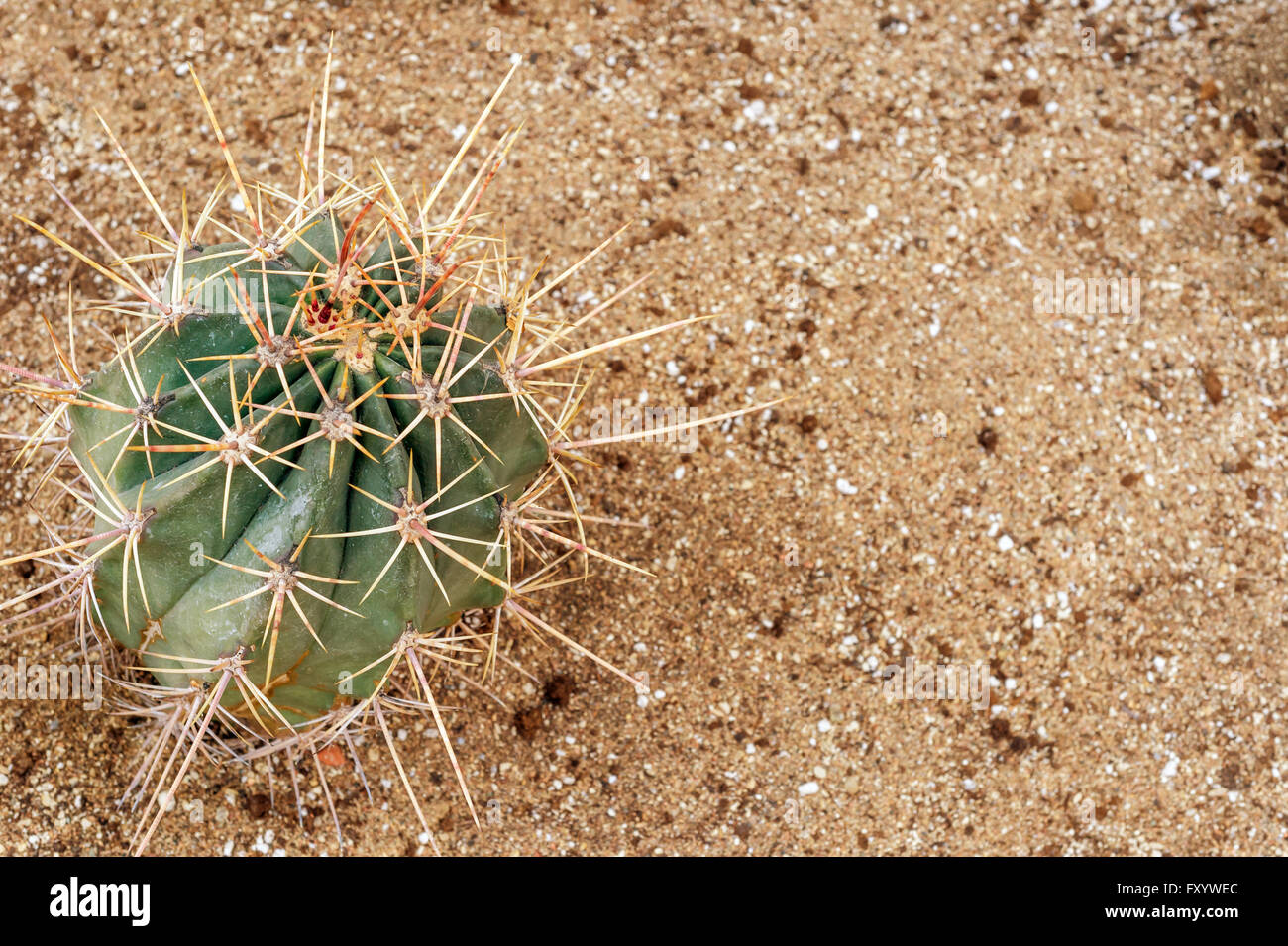 Top view of a young Barrel cactus growing in sand Stock Photo - Alamy