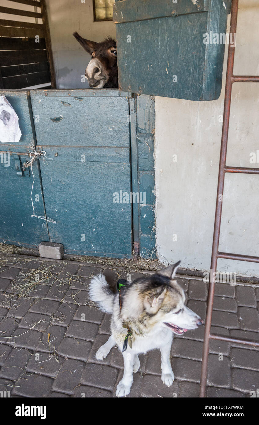 Donkey enclosure on a farm in Poland Stock Photo - Alamy