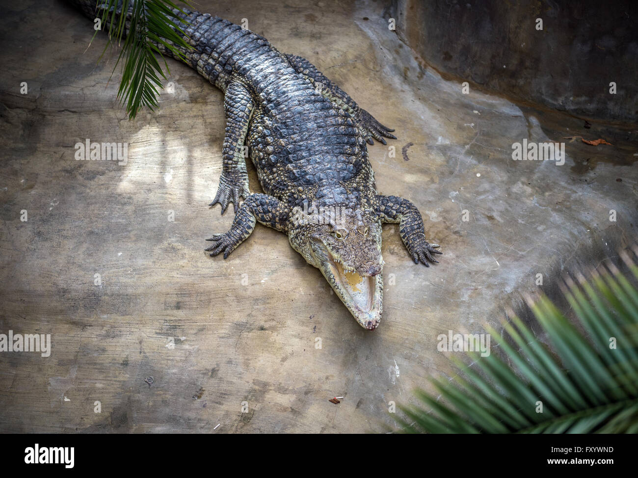 Cuban Crocodile Stock Photos & Cuban Crocodile Stock Images - Alamy