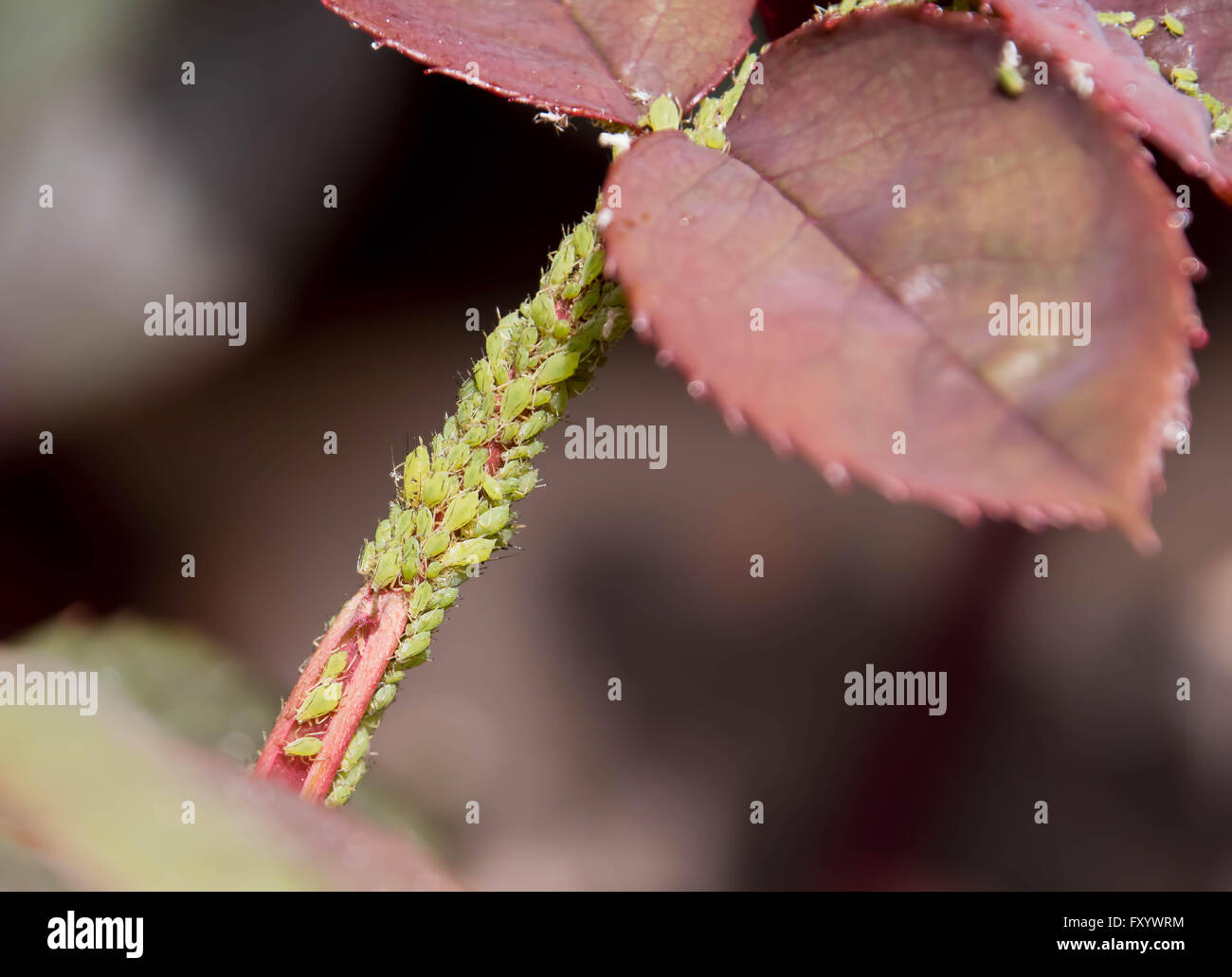Greenfly Infestation on a rose stem Stock Photo - Alamy