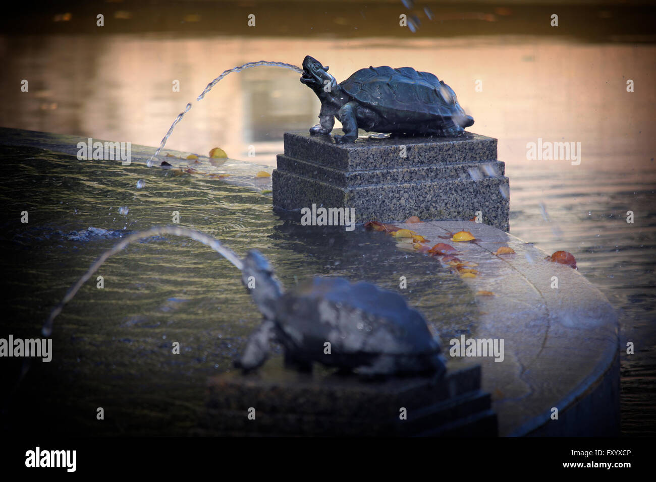 Turtle jet hi-res stock photography and images - Alamy