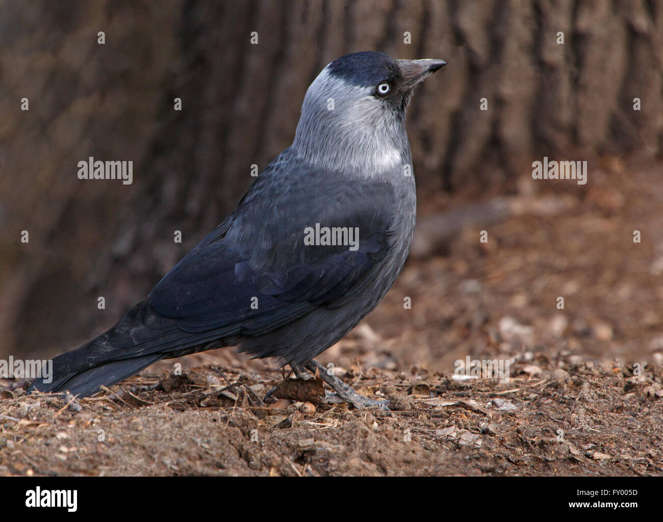 Jackdaw bird hi-res stock photography and images - Alamy