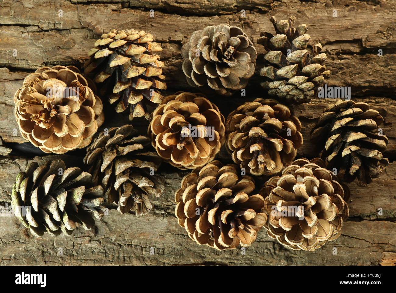 Pine Cones on Tree Wood Stock Photo - Alamy