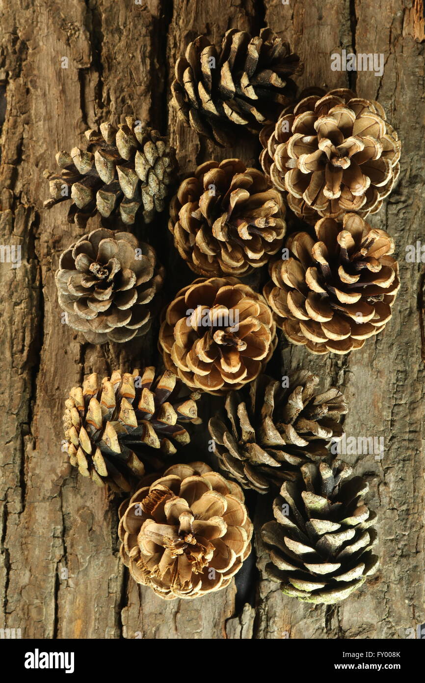 Pine Cones on Tree Wood Stock Photo - Alamy