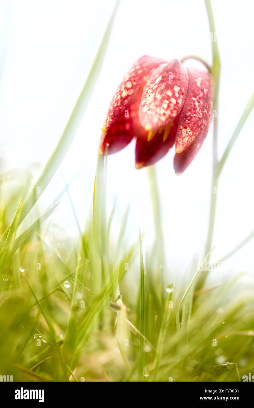 Drooping tulip hi-res stock photography and images - Alamy