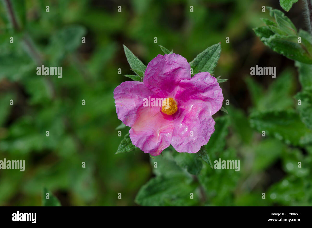 Grey leaved plant hi-res stock photography and images - Alamy