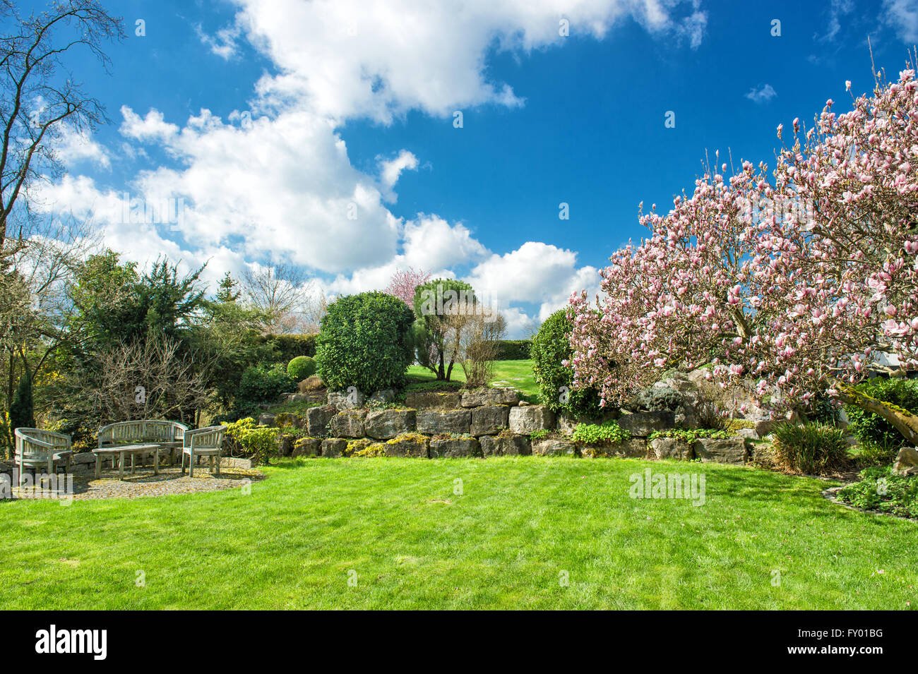 Blossoming of magnolia tree in garden. Spring flowers Stock Photo - Alamy