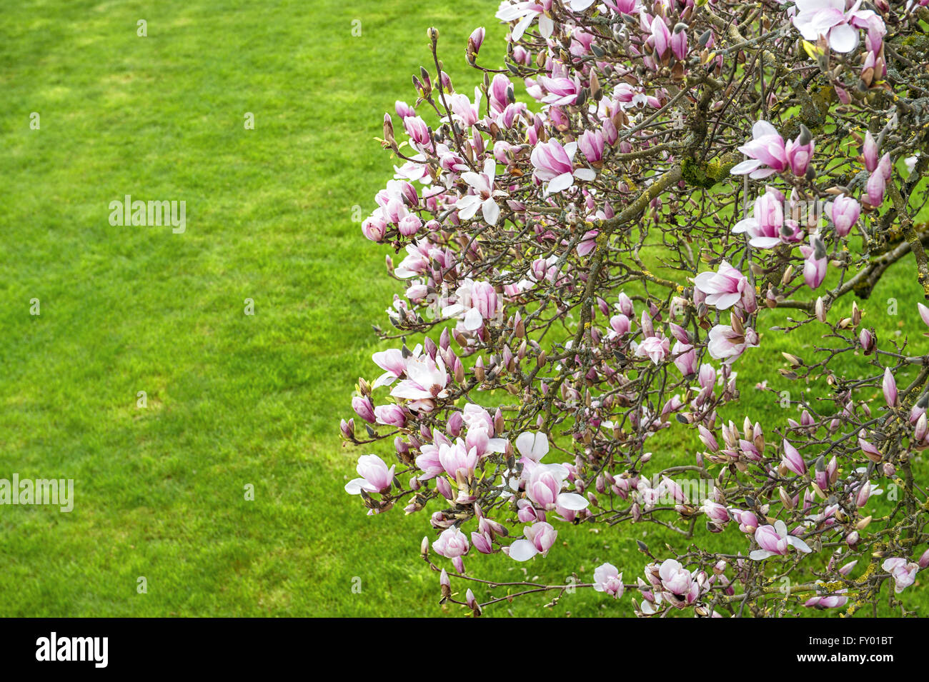 Blossoming of magnolia tree. Spring flowers on natural green grass ...